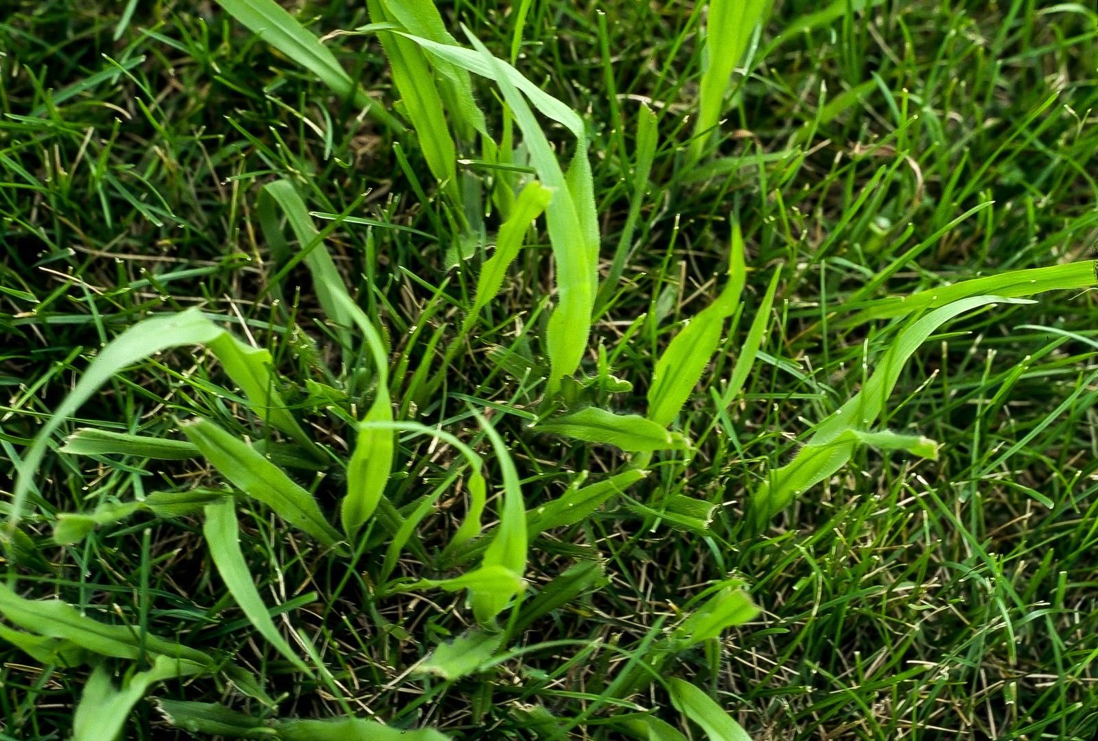 Dallisgrass Control | Say Goodbye To The Weed That Won't Quit